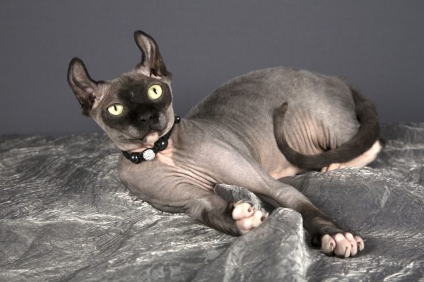 10 Cats With Folded or Curled Ears (With Info & Pictures) - Catster