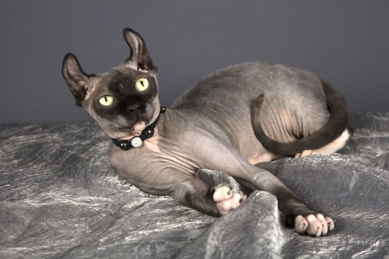 Dwelf Cat: Info, Pictures, Temperament & Traits - Catster