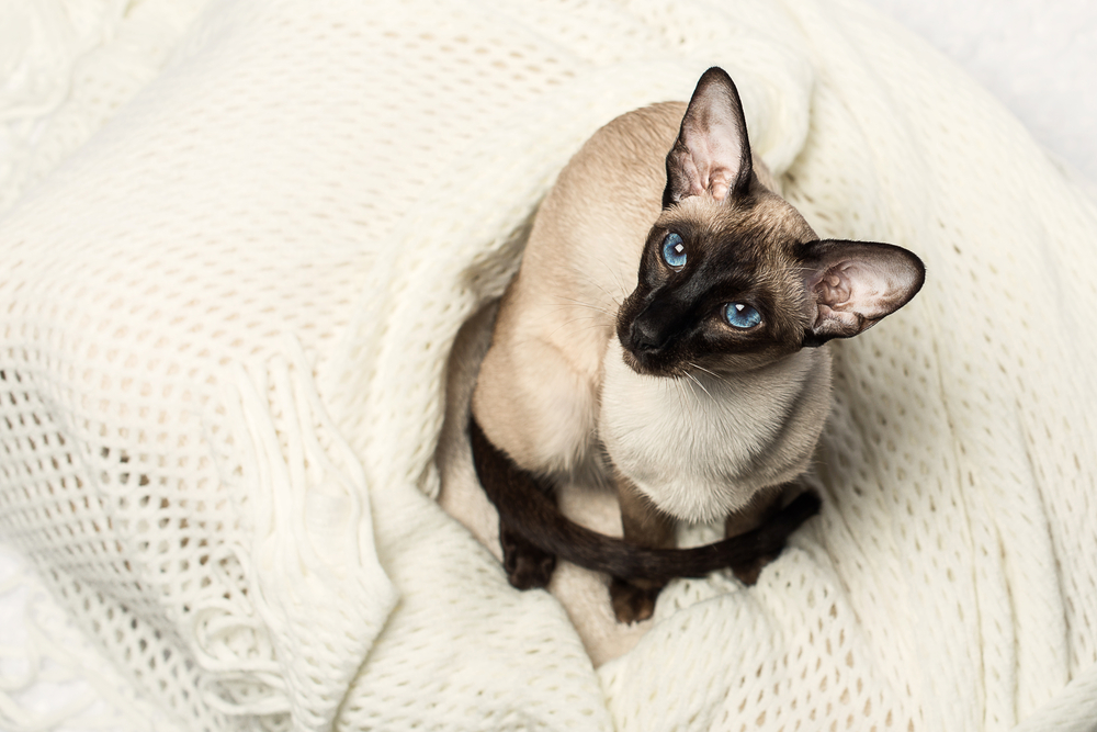 210 Siamese Cat Names Ideas For Sassy Felines Catster 210 Siamese Cat Names Ideas For Sassy Felines Catster