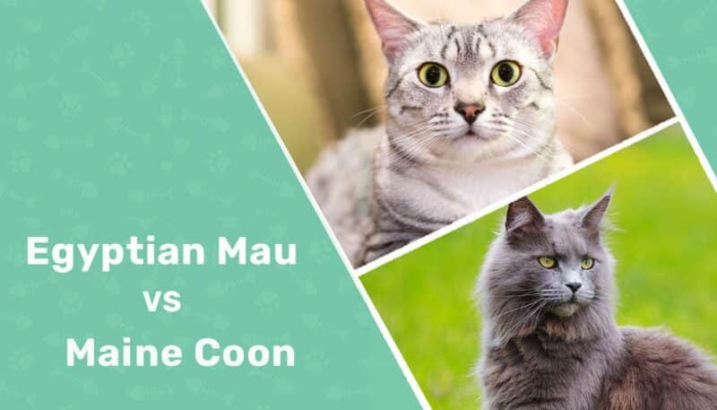 Egyptian Mau Cat vs Maine Coon Cat: Key Differences (With Pictures ...