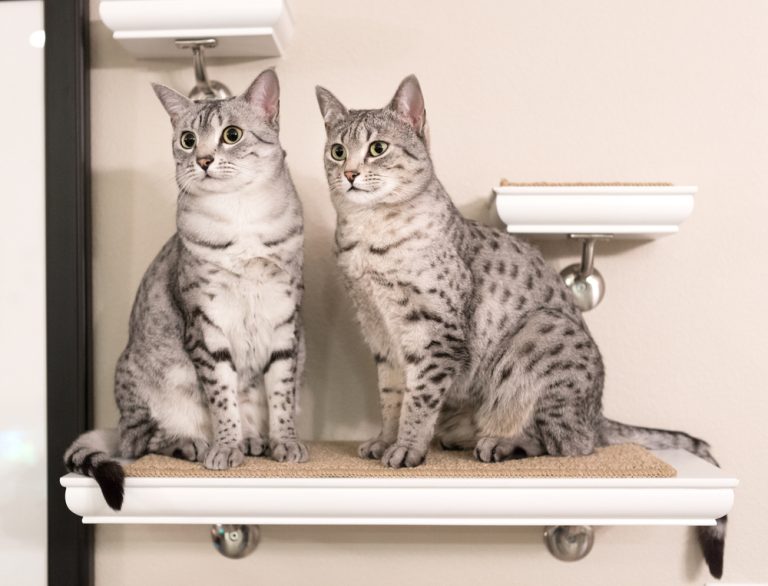 10 Cat Breeds That Can Act Like "Guard Cats" (With Info & Pictures ...