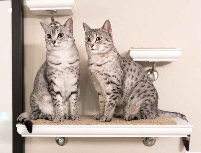 7 Unique Spotted Cat Breeds (With Info & Pictures) - Catster