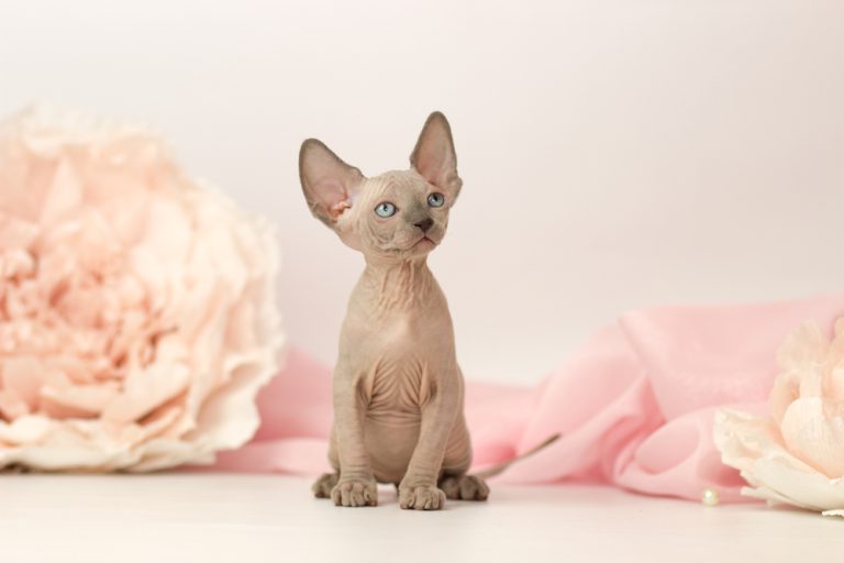 Elf Cat Breed Info: Pictures, Temperament & Traits - Catster