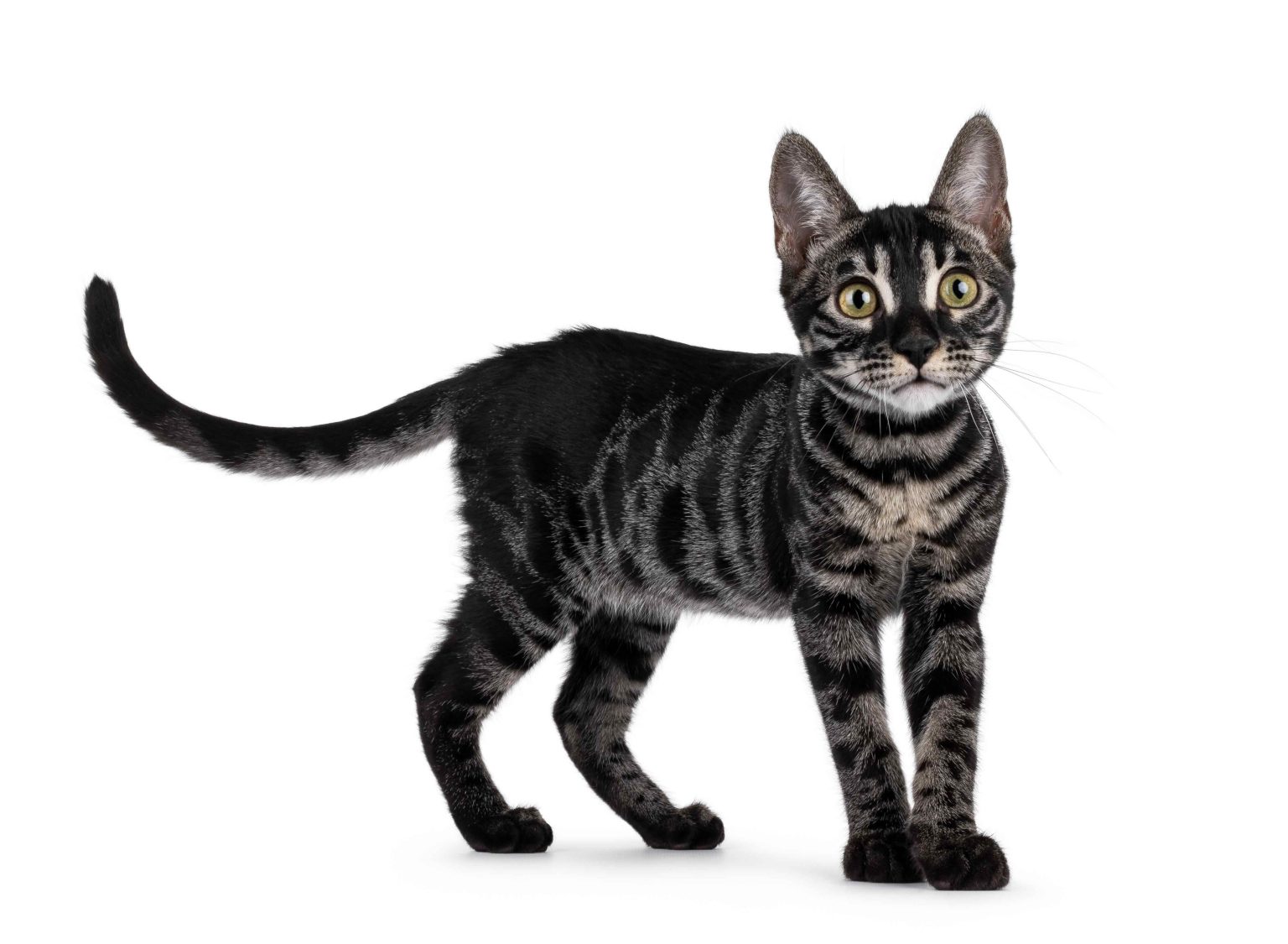 9 Bengal Cat Colors & Patterns (With Pictures) - Catster
