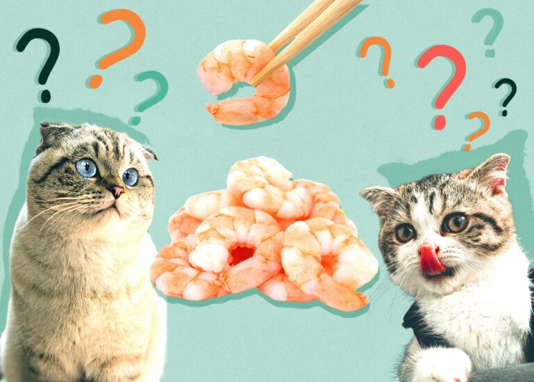 Can Cats Eat Shrimp? Vet-Reviewed Facts & FAQ - Catster