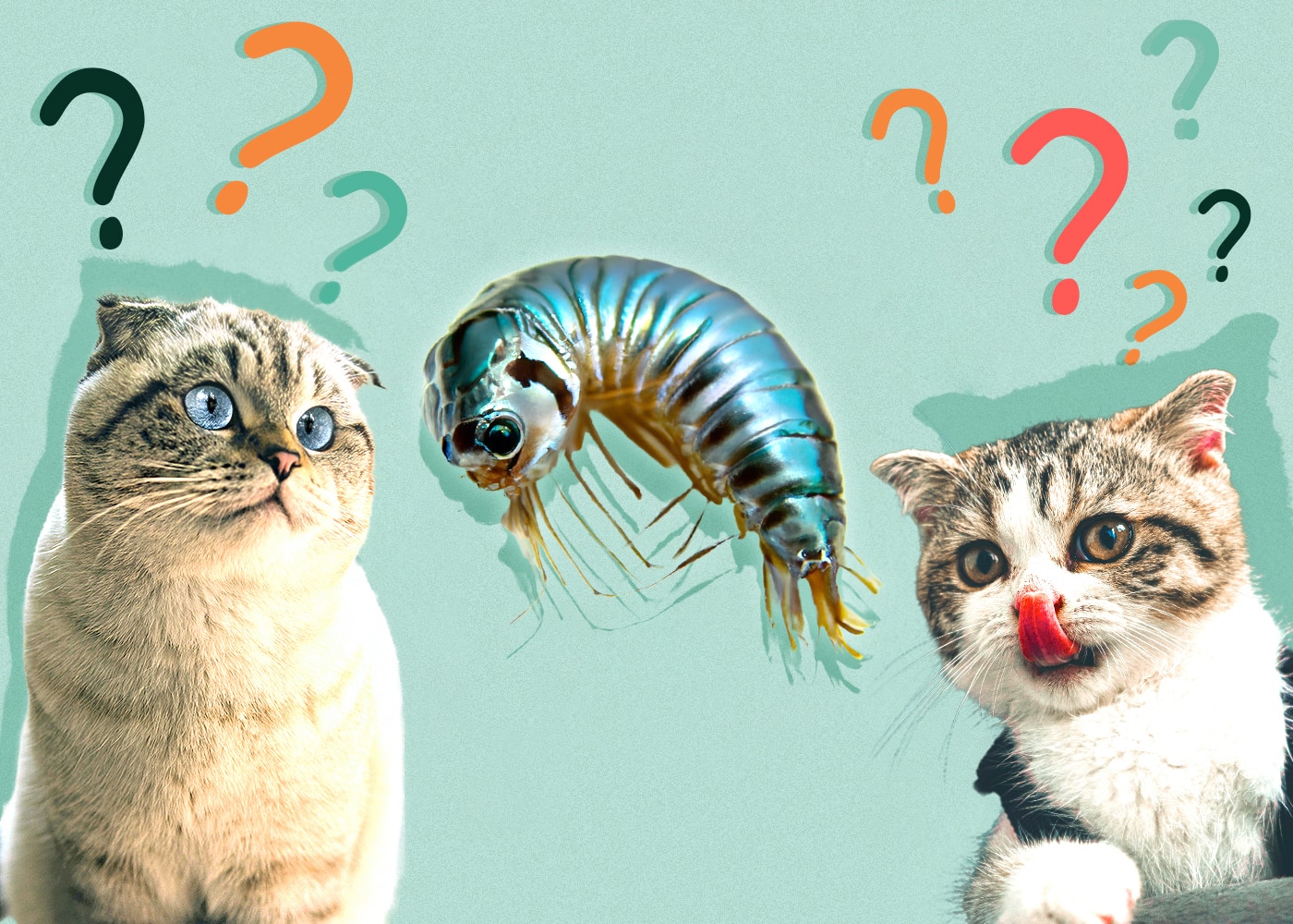 Can Cats Eat Silverfish? Vet-Reviewed Health Facts & FAQ - Catster