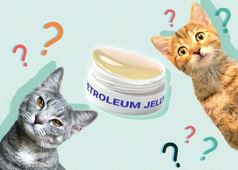 Vaseline for Cat Hairballs? What Vets Want You to Know First - Catster
