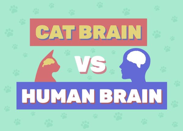 Cat Brain vs Human Brain: Differences Explained (With Infographic ...