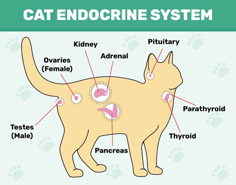 Cat Hormones: How They Affect Male & Female Felines (Vet-Approved ...