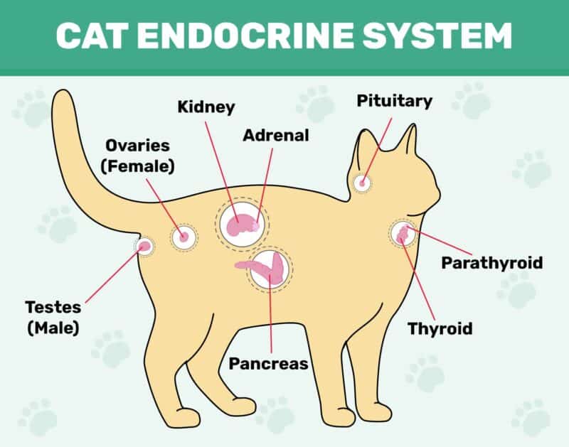 Cat Hormones: How They Affect Male & Female Felines (Vet-Approved ...