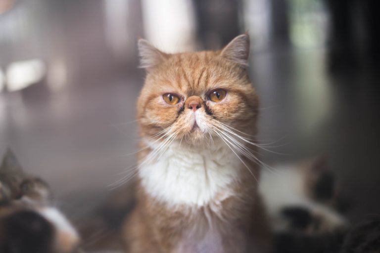 Top 14 Cat Breeds that Get Along with Other Cats (With Info & Pictures ...