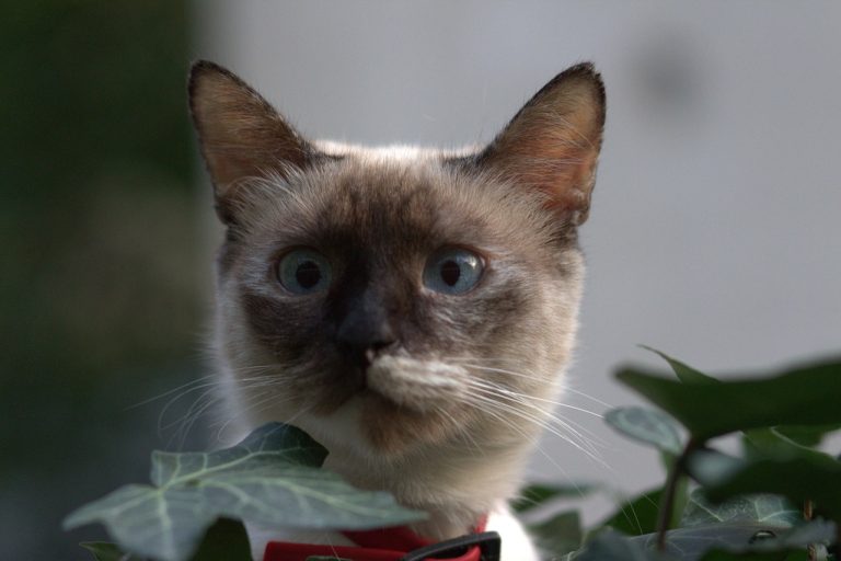11 Types of Burmese Cat Colors, Breeds & Patterns (With Info & Pictures ...
