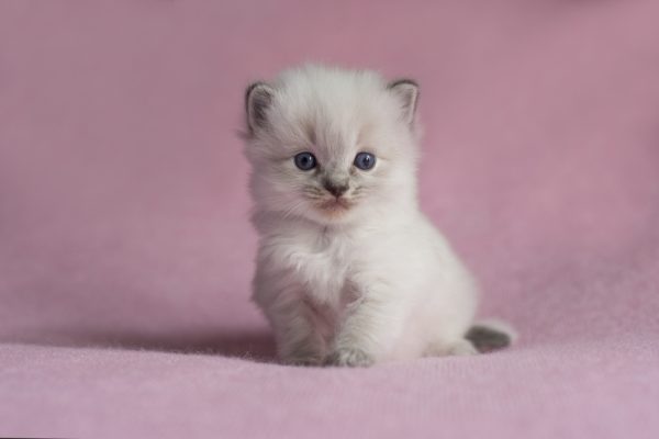Ragdoll Munchkin Cat Mix: Info, Pictures, Temperament & More - Catster