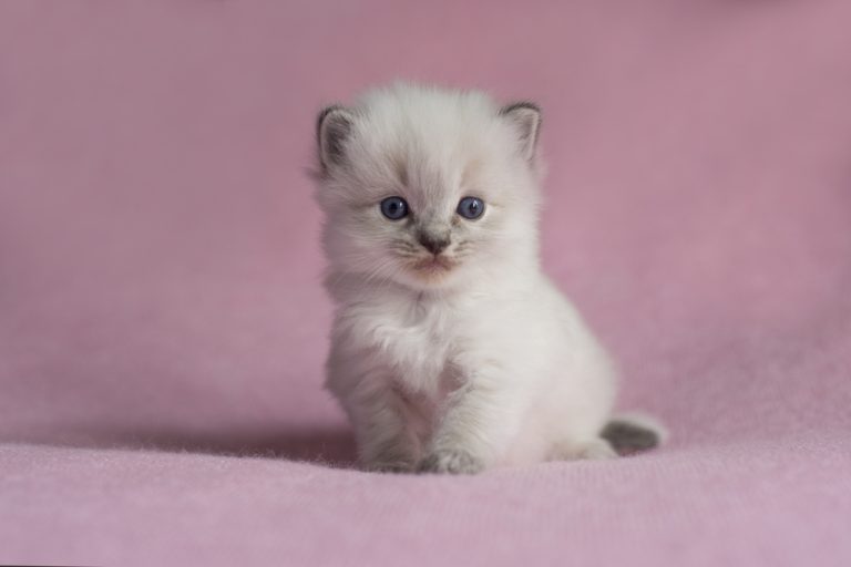 Ragdoll Munchkin Cat Mix: Info, Pictures, Temperament & More - Catster