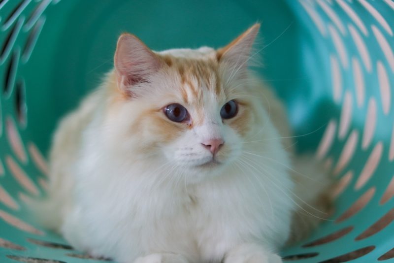 Flame Point Ragdoll Cat Breed: Info, Pictures, Temperament & More - Catster