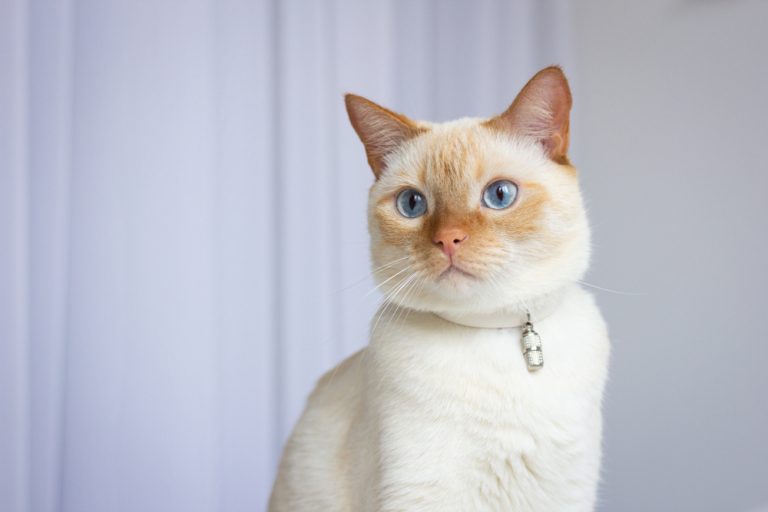 Flame Point Siamese Cat Breed: Vet-Verified Info, Pictures, Care Guide ...