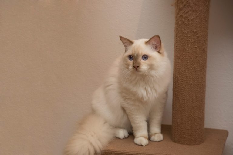 Flame Point Ragdoll Cat Breed: Info, Pictures, Temperament & More - Catster