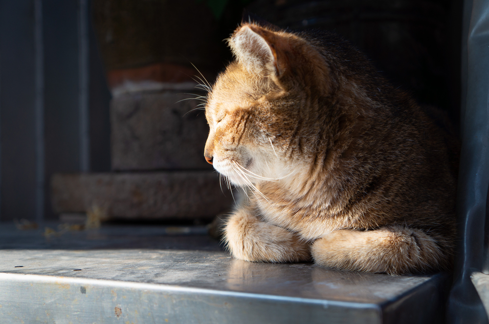 13 Cat Sleeping Positions Explained (With Pictures) - Catster