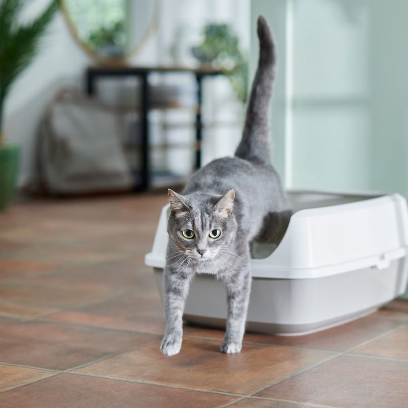 10 Best Budget Cat Litter Boxes in 2026 — Reviews & Top Picks - Catster