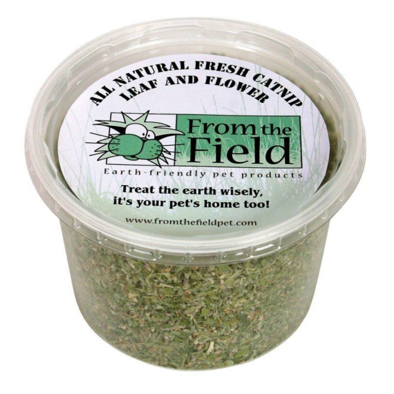 8 Best Catnips in 2025 - Reviews & Top Picks - Catster