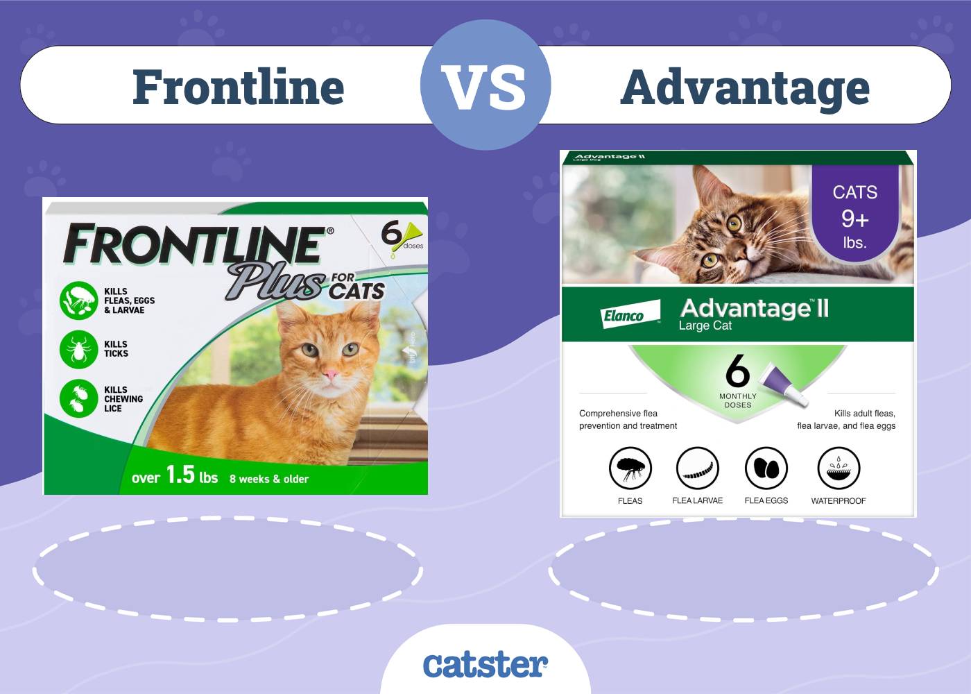 Frontline vs. Advantage for Use in Cats: Our Vet Explains the ...