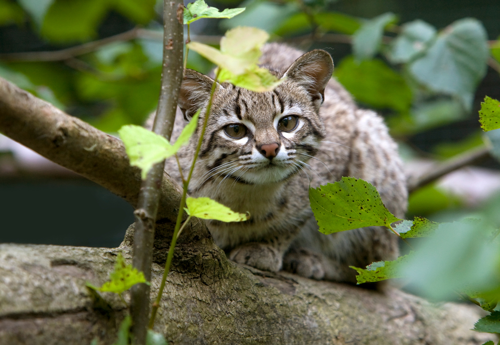 10 Small Exotic Cat Breeds That Are Allowed as Pets: Pictures & Facts ...