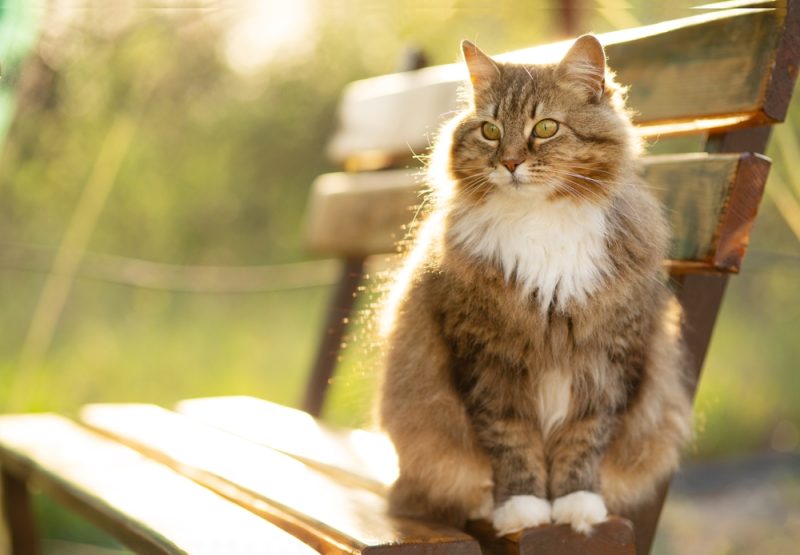 17 Lazy Cat Breeds Who Love to Chill (With Info & Pictures) - Catster