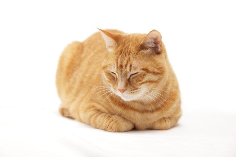 Why Do Cats Loaf? 5 Vet-Reviewed Reasons - Catster