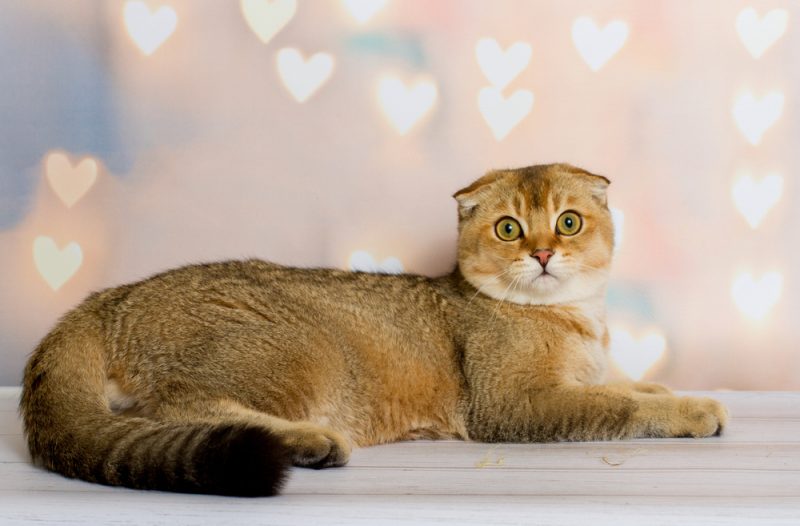 Most Popular Cat Names That Start With L for Your Lovely Pet - Catster