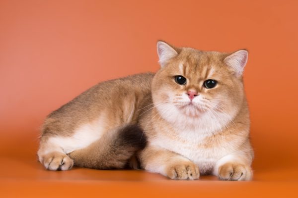 10 British Cat Breeds: An Overview (With Info & Pictures) - Catster