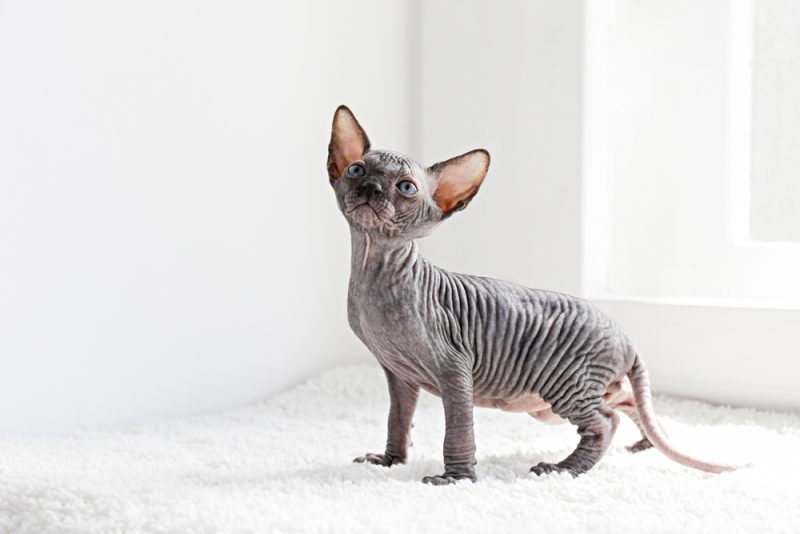 8 Different Sphynx Cat Colors: Vet-Verified Info & Pictures - Catster