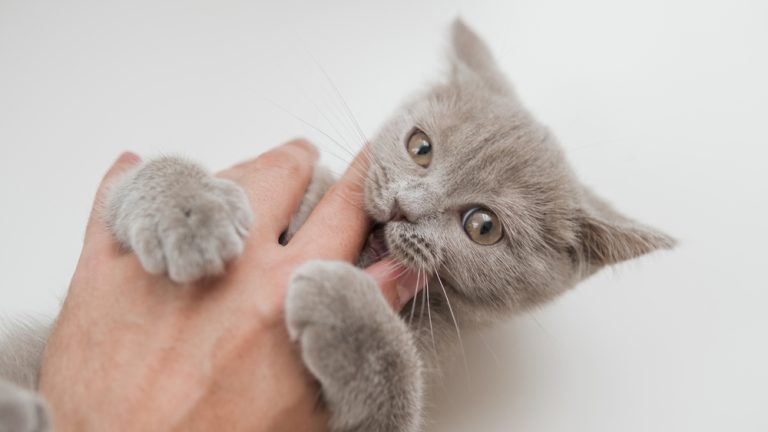 Why Does My Cat Chew on My Fingers? 8 Vet-Verified Reasons - Catster