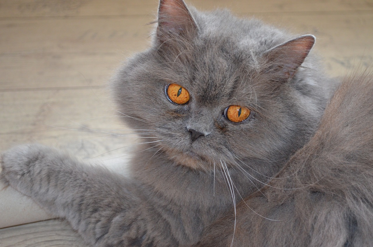 10 Cat Breeds With Short Tails (With Pictures) - Catster