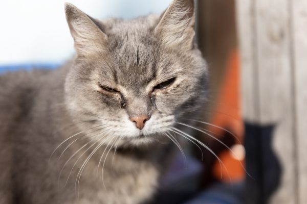 Conjunctivitis In Cats: Vet-Reviewed Causes, Signs & Care Tips - Catster