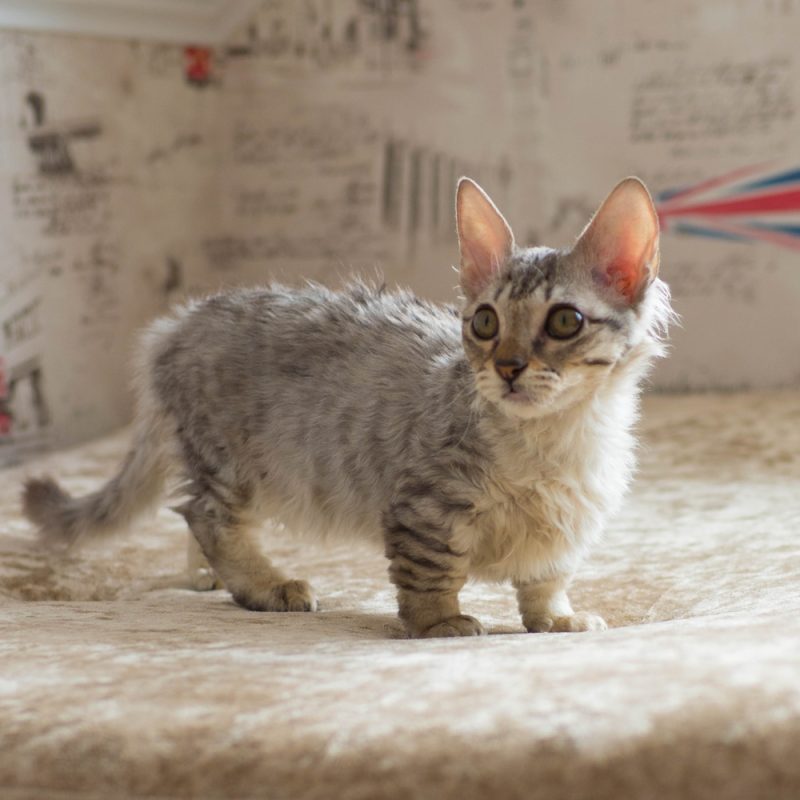 7 Cat Breeds With Very Short Legs: Vet-Approved Info & Pictures - Catster