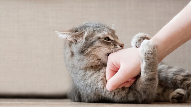 Kitten Biting: Why, How to Stop It & What Not to Do (Vet Approved ...