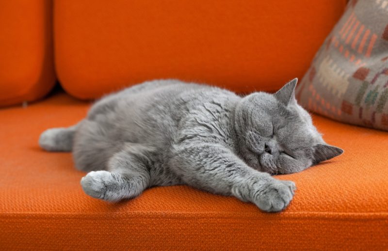 Why Does My Cat Purr When They’re Asleep? Vet-Reviewed Feline Behavior ...