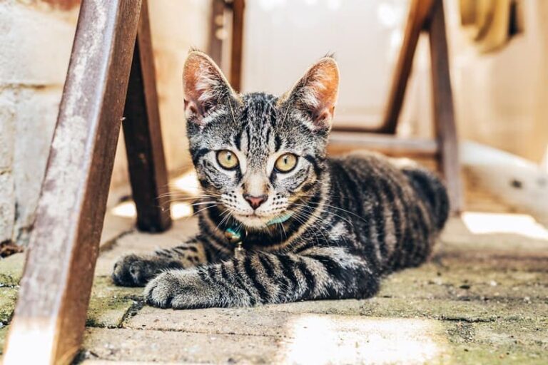 Why Does My Cat Stare at Me? 7 Vet-Reviewed Reasons for This Behavior ...