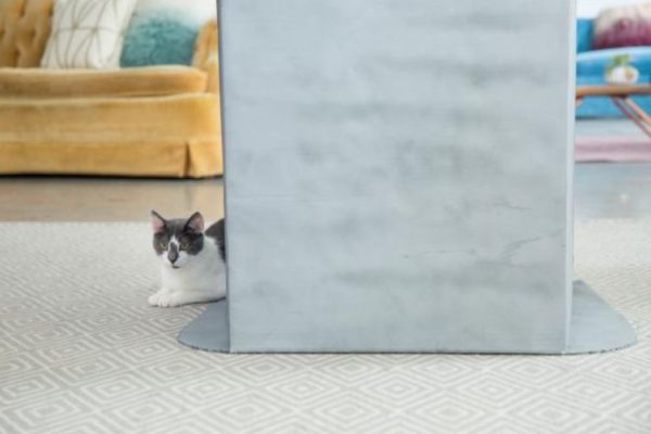 5 Free DIY Cat Hiding Places You Can Create at Home (With Pictures ...