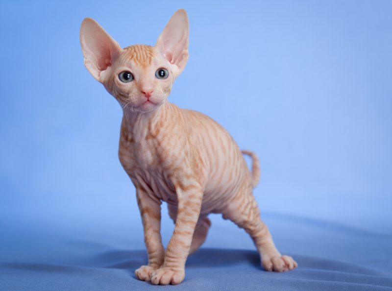 8 Different Sphynx Cat Colors: Vet-Verified Info & Pictures - Catster