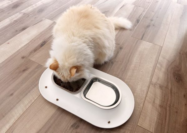 8 Best Ant-Proof Cat Bowls in 2026 - Reviews & Top Picks - Catster