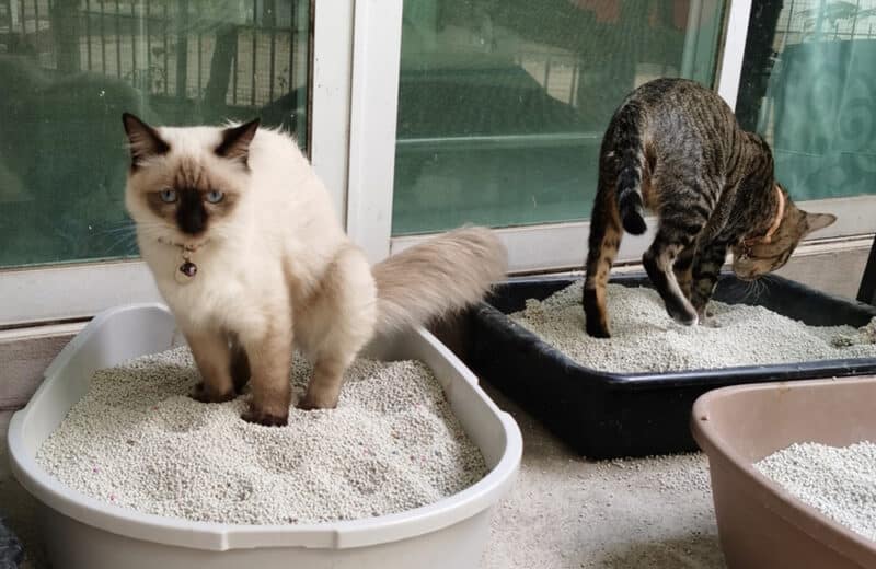 Does Health Monitoring Cat Litter Work? Vet Reviewed Facts & FAQ - Catster
