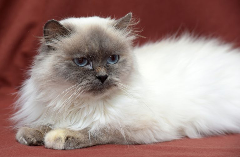 20 Himalayan Cat Colors & Coat Patterns (With Pictures) - Catster