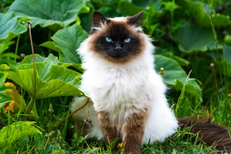 20 Himalayan Cat Colors & Coat Patterns (With Pictures) - Catster