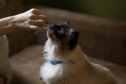 Himalayan Cat Breed: Info, Pictures, Temperament & More - Catster