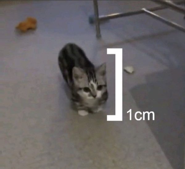 35 Kitten Memes: Cute, Funny & Adorably Evil Kittens - Catster