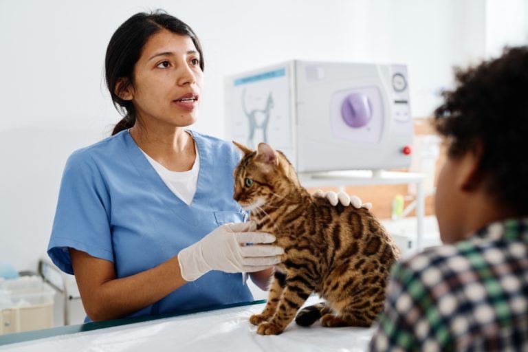 Vaseline for Cat Hairballs? What Vets Want You to Know First - Catster