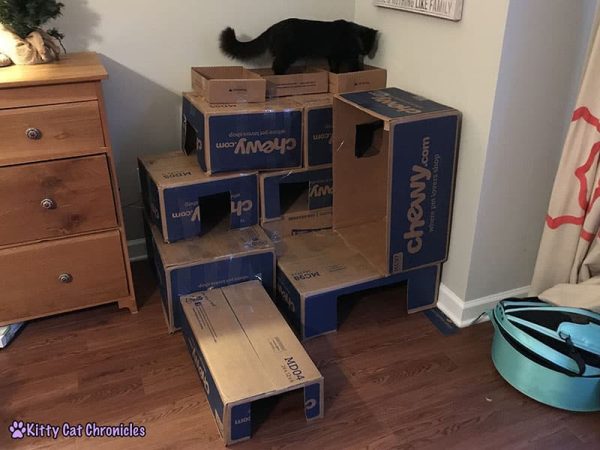 13 DIY Cat Fort Plans You Can Make Today (With Pictures) - Catster