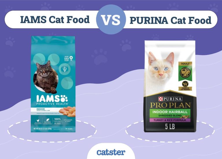 IAMS vs Purina Cat Food: Our 2026 In-Depth Comparison - Catster