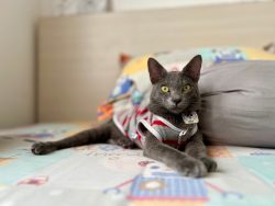 Raas Cat: Breed Info, Facts, Pictures & Care - Catster
